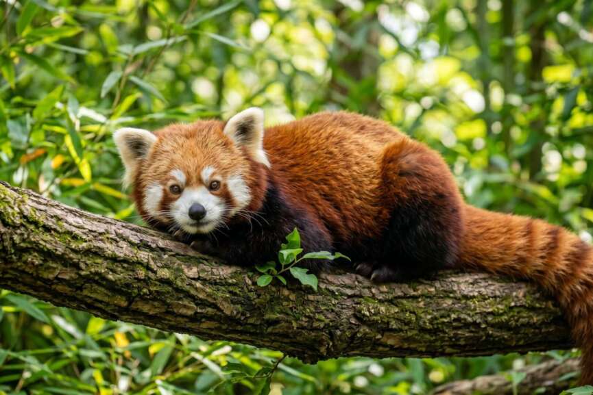 Red Panda Twins Excite Zoo and Conservationists | The Cincinnati Exchange